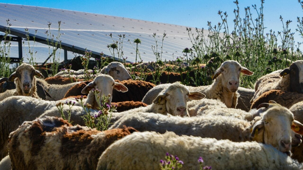 California governor Newsom streamlines 300MW BESS project - Energy News 247